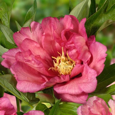 Buskpion Itoh Hillary Pionrötter