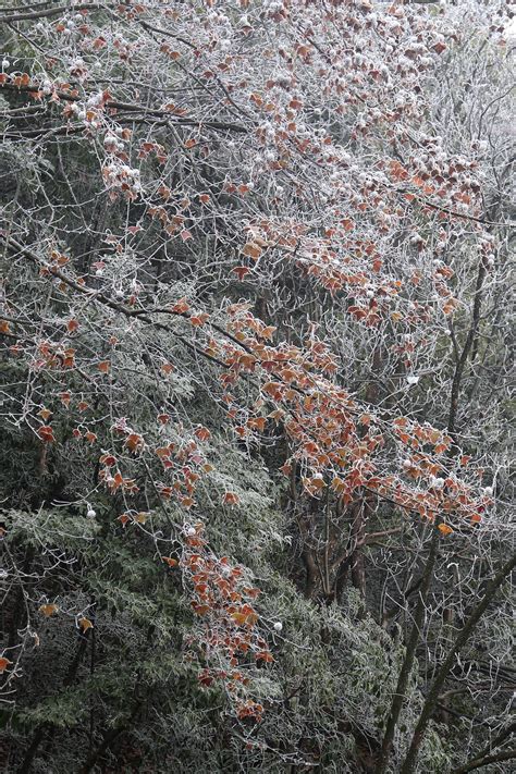 绝美！河源连平现冰挂雾凇美景，仿佛冰雪世界刘秀红上坪镇七星