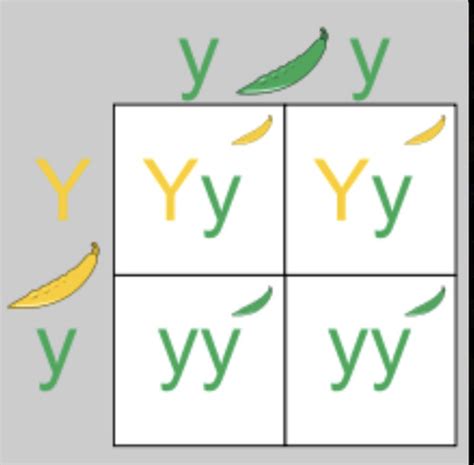 Biology Chapter 10 Flashcards Quizlet