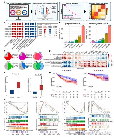 If：29！国自然热点代谢重编程再发高分！南京医科大学王学浩武汉大学张鹏团队揭示tk1在肝细胞癌中重要作用 知乎
