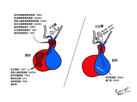 【神外中的艺术】鞍区的唯美解剖 脑医汇 神外资讯 神介资讯
