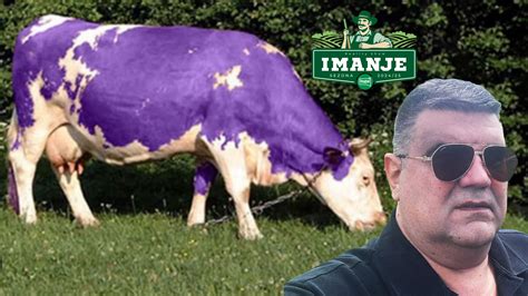 Evo Kada Stiže Krava Milka U Srbiju