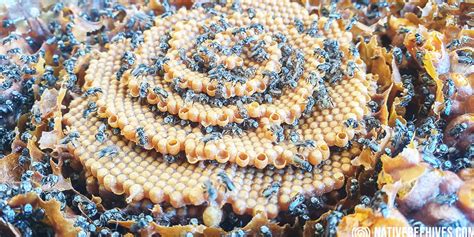 Split A Native Bee Hive Video