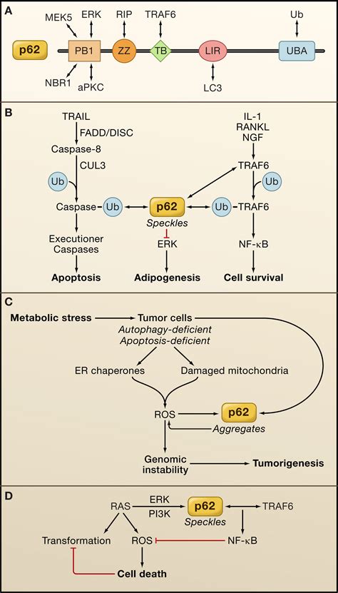 P62 At The Crossroads Of Autophagy Apoptosis And Cancer Cell