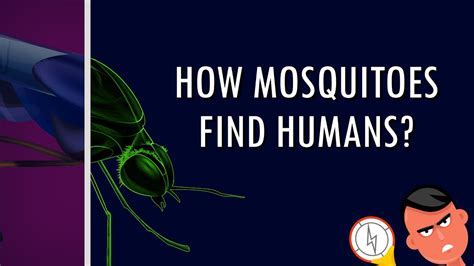 How Do Mosquitoes Find You In The Dark