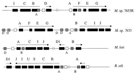 Schematic Map Of Selected Nodulation Genes In Rhizobial Species Where