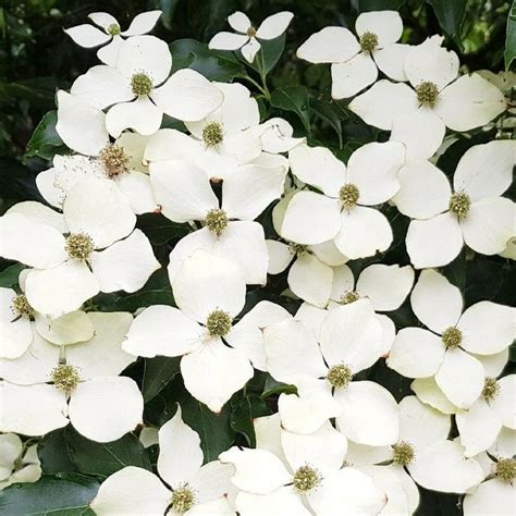 Cornus Kousa Flower Tower 40l Cowells Garden Centre Woolsington