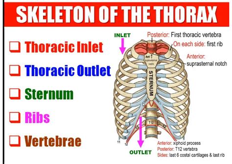 Thorax I And Ii Complete Anatomy Adil Bandok Skeleton Of Fthe Thorax