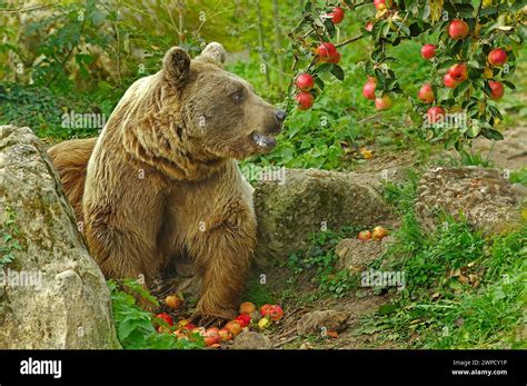 Syrian Brown Bear Sitting Under Apple Tree Eating Apples Ursus Arctos