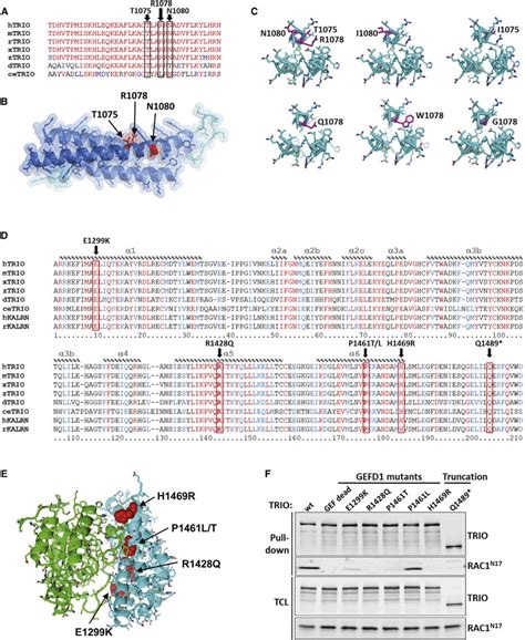 Mapping Of The Mutation Sites On The 3d Structure Of The Trio Spectrin Download Scientific
