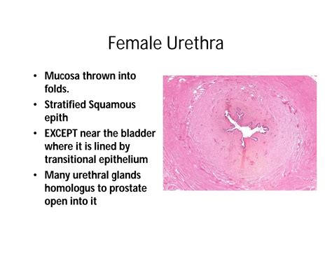Urinary System Histology Note25615pdf