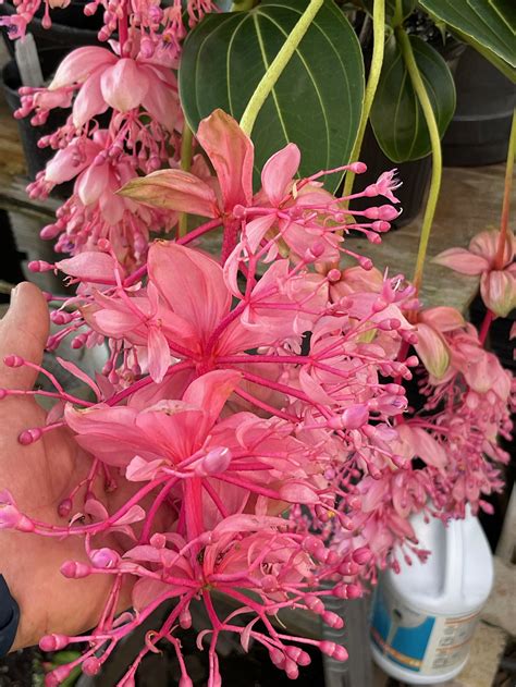 Medinilla Royal Glow — Vintage Green Farms With Tom Piergrossi