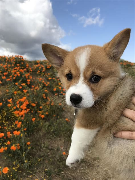 Our 9 Weeks Old Corgi Is Unimpressed Of The Landscape R Corgi