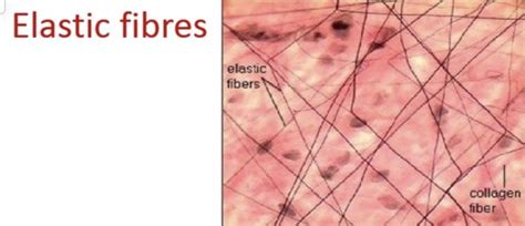 Histology Soft Connective Tissue Flashcards Quizlet