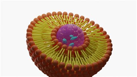 Liposome Vesicle 3d Model By Esfey