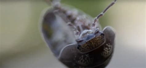 Mysteries Behind The Spiritual Meaning Of Roly Poly Bugs