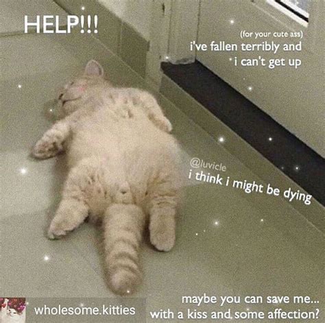 I Think Your Cute Meme