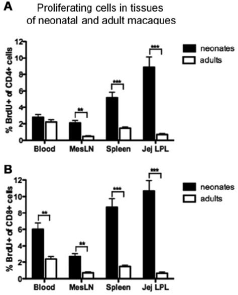 Comparison Of Proliferating Brdu ؉ Cd4 ؉ T Cells And Cd8 ؉ T Cells