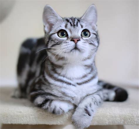 英短猫均价，养宠必看！