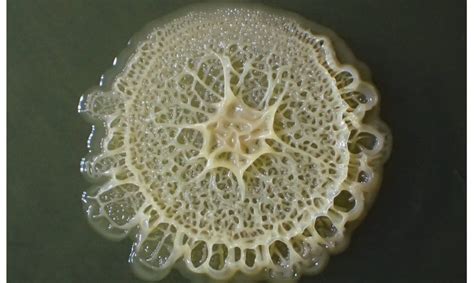 Sample Post Microbial Genomics Laboratory