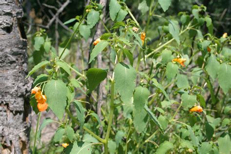 Impatiens Capensis Blue Thumb