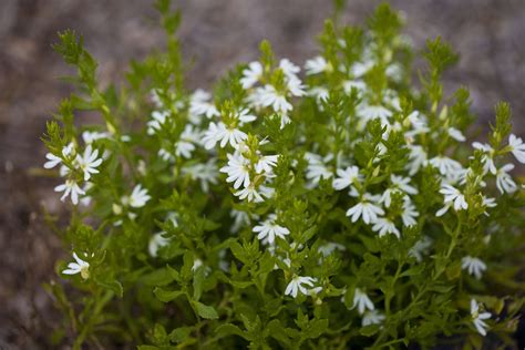 How To Grow And Care For Fan Flower