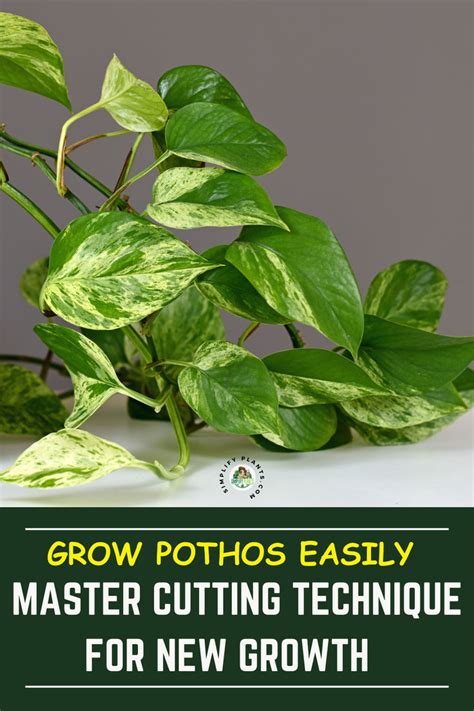 Pothos Propagation Pothos Plant Care Ivy Plant Indoor Pothos In Water
