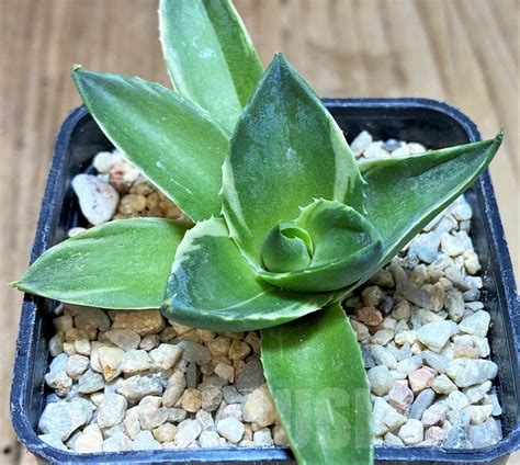 Sh1729 Agave ‘pixie F Variegata Cactus Online