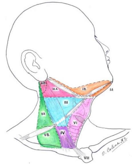 Ganglio Submaxilar Inflamación De Los Ganglios Linfáticos Cervicales