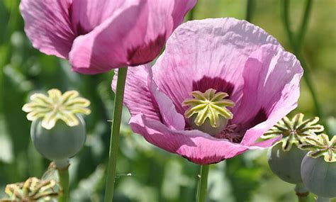 Papavero Da Oppio Papaver Somniferum Amaperbeneit