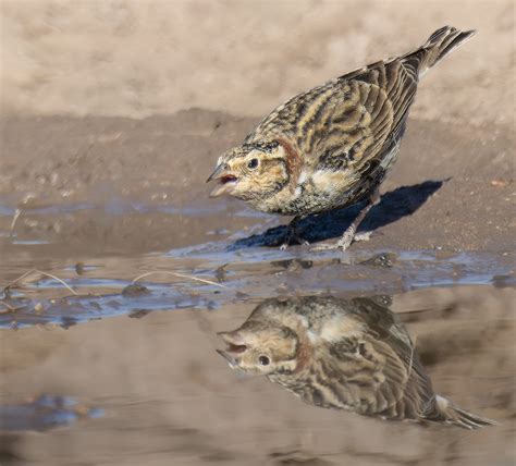 Chestnut Collared Longspur Calcarius Ornatus