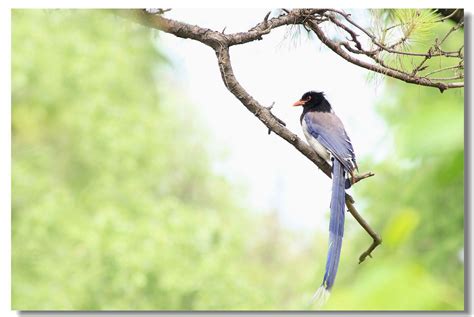 【红嘴鹊鸟摄影图片】生态摄影太平洋电脑网摄影部落