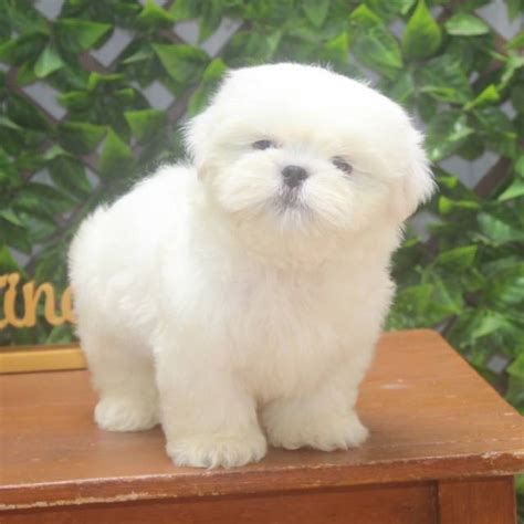 Jual Sitsu Suho Shopee Indonesia