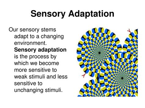 Sensory Adaptation