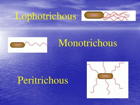 Ppt Bacterial Morphology Procaryotic And Eucaryotic Cells Chapter 4