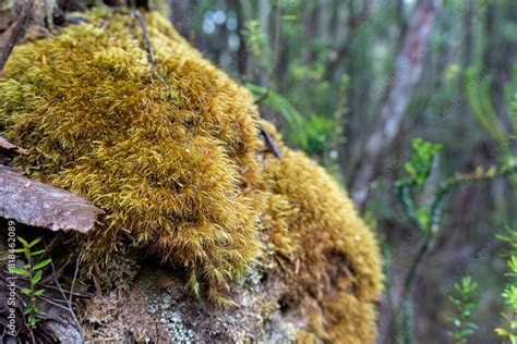 Lignin And Moss Growing On A Tree In The Forest In The Australian Bush