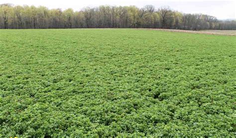 How To Manage Alfalfa In The Fall Farm And Dairy