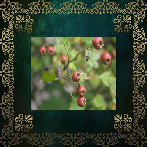Wintergreen Essential Oil The Purple Ecovillage