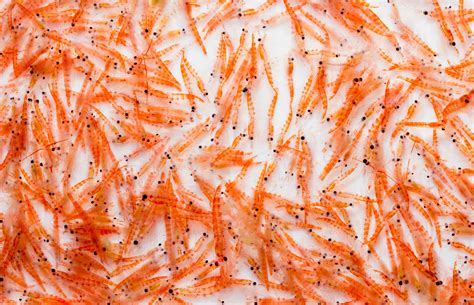 What Do Krill Eat Algaes Journey Through Our Food Chain Iwi Life