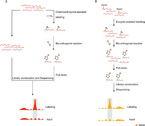 Mapping Nucleic Acid Modifications Based On Bio Orthogonal Tools A