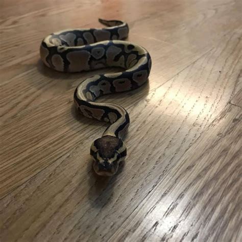 Fire Ball Python Full Morph Guide Key Facts And Pictures