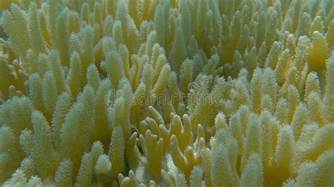 Details Of The Soft Coral Polips Extreme Close Up Of The Soft Coral