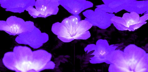 Edge Kd Purple Aesthetic Aesthetic  Animated Banners