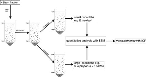 Separation Steps For Settling Method Coccolith Species Are Separated