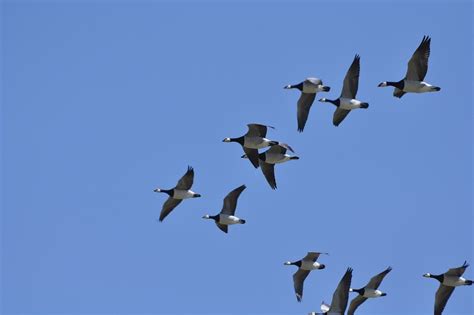 鸟类学 候鸟 藤壶鹅 Pixabay上的免费照片 Pixabay