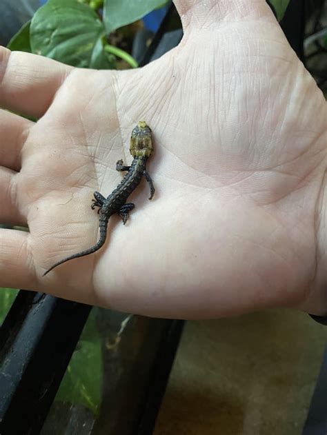 Weeks Away From Hatching My Egg Split Rcrocodileskinks