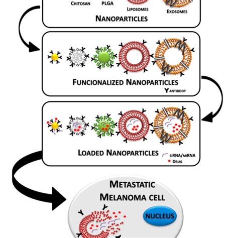 Step By Step Representation Of A Nanoparticles Based Delivery System Download Scientific