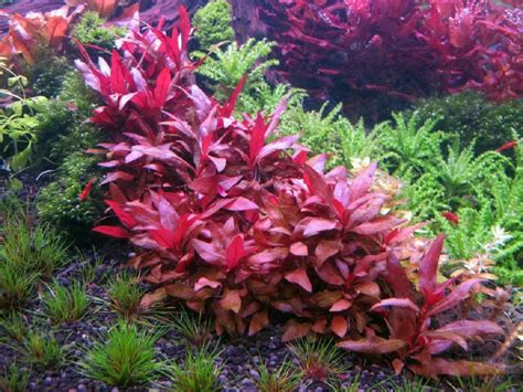 Alternanthera Complete Guide To Species Care And Ornamental Uses