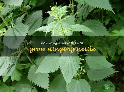 Uncovering The Timeframe For Growing Stinging Nettle Shuncy