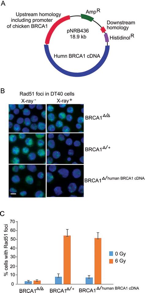 A Novel Model To Characterize Structure And Function Of Brca1 Abstract Europe Pmc